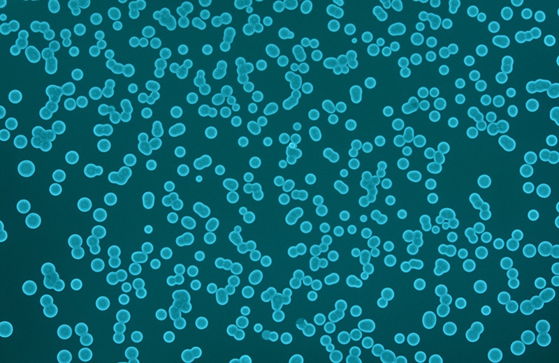 Bacteriile "răutăcioase" preferă să-și înfometeze colonia decât să ...